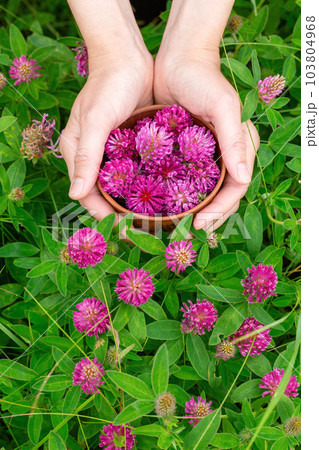 Gathering red clover in the meadow. Human hands...の写真素材 [103804968] - PIXTA