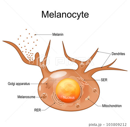 Melanocyte structure and anatomy.のイラスト素材 [103809212] - PIXTA