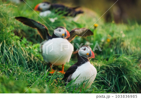Flock of Atlantic Puffin Bird living at the...の写真素材 [103836985] - PIXTA