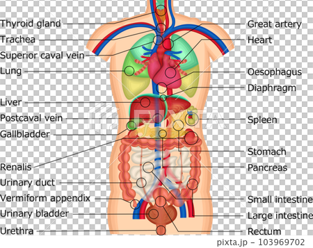Internal organs internal organs illustration... - Stock Illustration ...