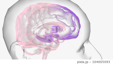 Reward Pathway in the Brainのイラスト素材 [104005093] - PIXTA