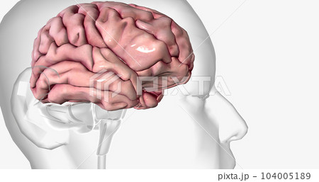 The Healthy Brain Volume 3Dのイラスト素材 [104005189] - PIXTA