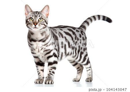 Silver bengal store