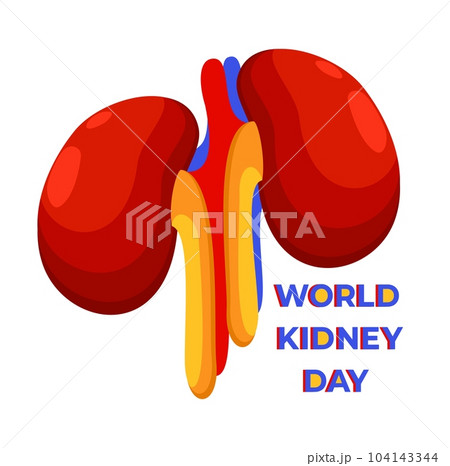 World Kidney Day. Vector isolated illustration...のイラスト素材 [104143344 ...