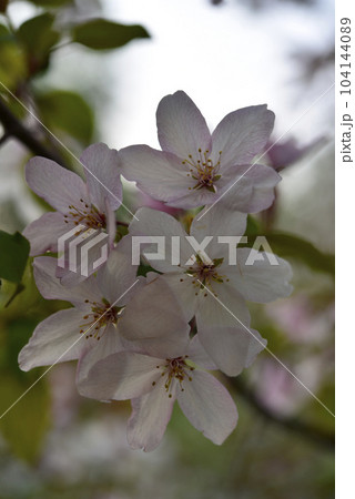 Apple blossoms flowers store