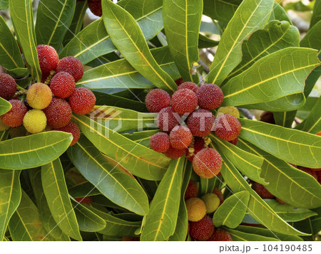 Yumberry Tree