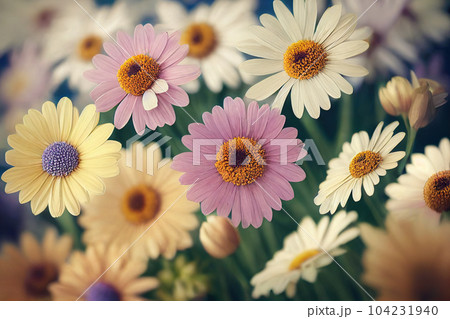 Ravishing multicolor daisy in meadow field...のイラスト素材 [104231940] - PIXTA