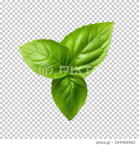 Green single basil leaf isolated. Illustration...のイラスト素材 [104408982 ...