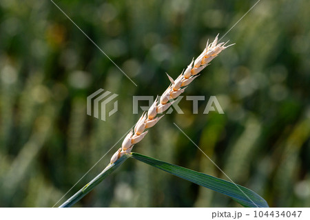 Signs of root rot disease on wheatの写真素材 [104434047] - PIXTA