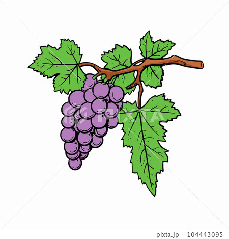 Grapes hand-drawn illustration. Grapes. Vector...のイラスト素材 [104443095 ...