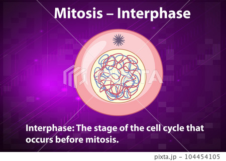 Interphase Mitosis Cell Cycle – Definition, Phases Of Cell Cycle