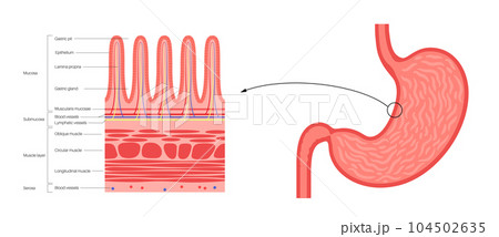 Mucous membrane structureのイラスト素材 [104502635] - PIXTA