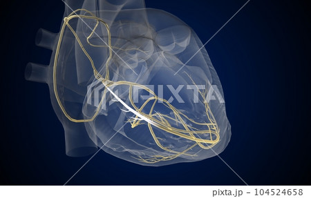 The cardiac conduction system is a specialized...のイラスト素材 [104524658 ...