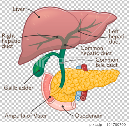 liver,gallbladder,pancreas,illustration - Stock Illustration [104700700 ...