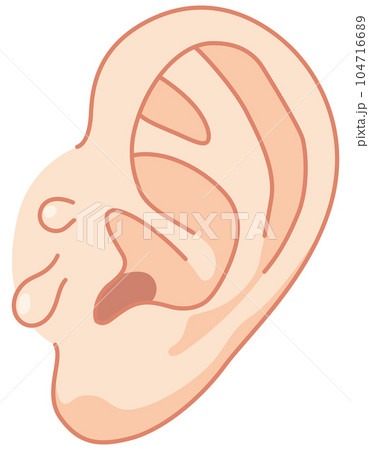 副耳 耳の変形 耳の形成 医療のイラスト素材 [104716689] - PIXTA