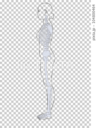 Female full body skeleton side body surface - Stock Illustration ...