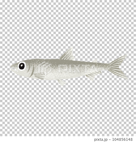 Smelt illustration material - Stock Illustration [104856148] - PIXTA