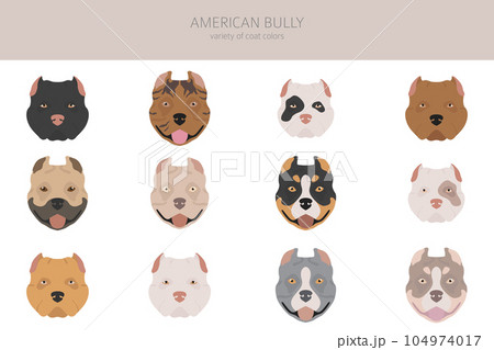 American bully dogs set. Color varieties,...のイラスト素材 [104974017] - PIXTA