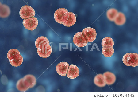 Streptococcus pneumoniae bacteria, 3D...のイラスト素材 [105034445] - PIXTA
