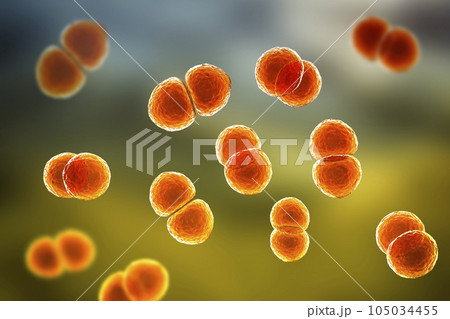 Streptococcus pneumoniae bacteria, 3D...のイラスト素材 [105034455] - PIXTA