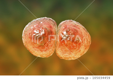 Streptococcus pneumoniae bacteria, 3D...のイラスト素材 [105034459] - PIXTA