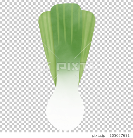 Drawing of green spring onions isolated on...のイラスト素材 [105037651] - PIXTA