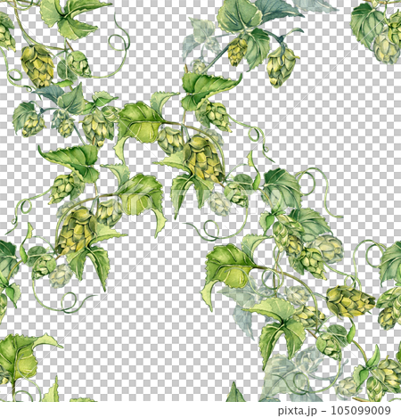 Hop vine, plant humulus watercolor seamless... - Stock Illustration [105099009] - PIXTA
