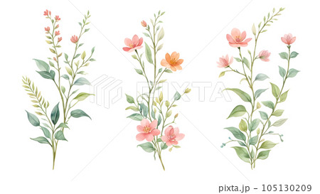 Watercolor small flower illustration minimal...のイラスト素材 [105130209] - PIXTA