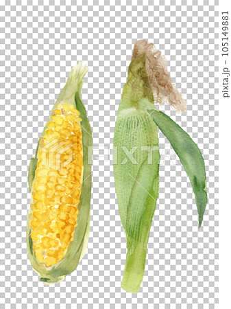 Corn hand-painted watercolor illustration - Stock Illustration ...