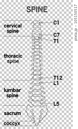 Illustration showing the shape of the entire spineのイラスト素材 [105150517 ...