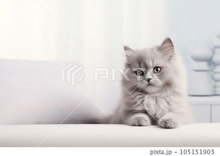 Lambkin Cat Munchkin Cats A Comprehensive Look At Their Genetics,