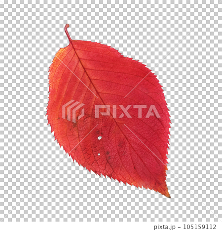 Fallen leaves illustration realistic - Stock Illustration [105159112 ...