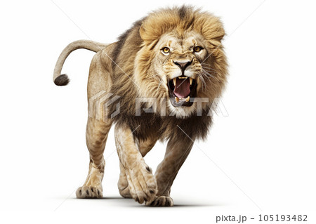 ライオン 白背景 AI生成画像 ジェネレーティブAIのイラスト素材 [105193482] - PIXTA