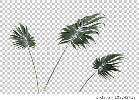 Palm leaves float on white background ,3D...のイラスト素材 [105242418] - PIXTA