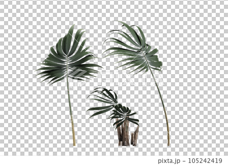 Palm leaves float on white background ,3D...のイラスト素材 [105242419] - PIXTA