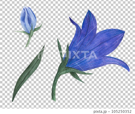 Watercolor Blue Bell Flower. Hand drawn set... - Stock Illustration ...