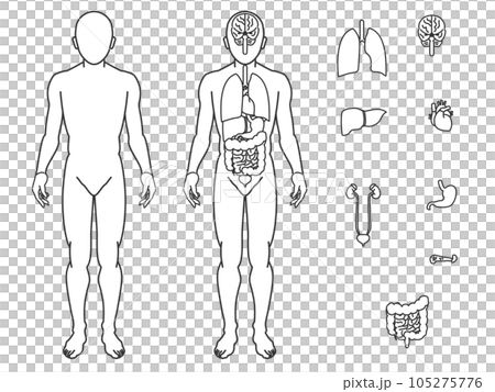 Human Anatomy Outline