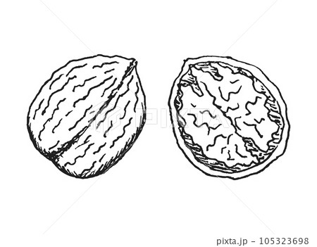 Walnut Line Art hand drawn. Vector Illustration...のイラスト素材 [105323698 ...