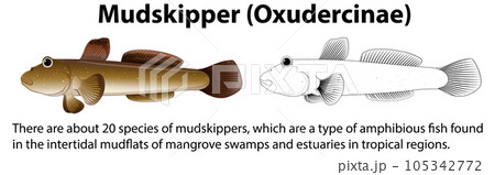 Mudskipper Movement Vector Conceptのイラスト素材 [105342772] - PIXTA
