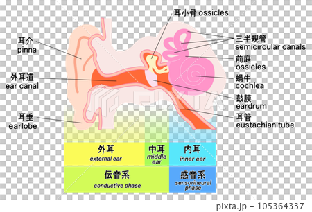Blank Ear Diagram With Images Ear Anatomy Ear Diagram FREE Ear Anatomy