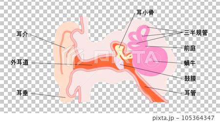 Simple ear structure schematic - Stock Illustration [105364347] - PIXTA