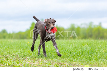 Dog deutsch kurzhaar carries a toy in his teeth...の写真素材 [105367657] - PIXTA