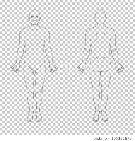 Whole body schema for chart (male) - Stock Illustration [105391679] - PIXTA