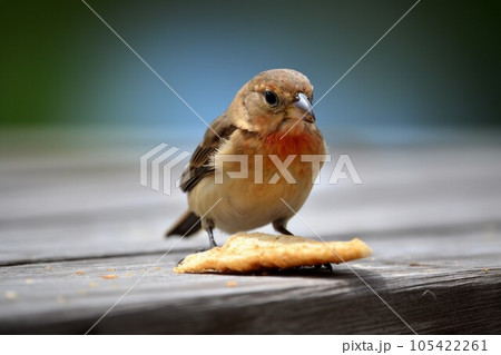 Bird take cracker food. Fauna food. Generate Aiのイラスト素材 [105422261] - PIXTA