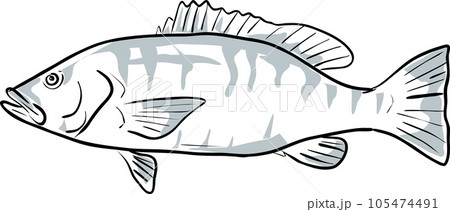 cubera snapper Fish Gulf of Mexico Cartoon Drawingのイラスト素材 [105474491 ...