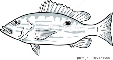 lane snapper Fish Gulf of Mexico Cartoon Drawingのイラスト素材 [105474500] - PIXTA