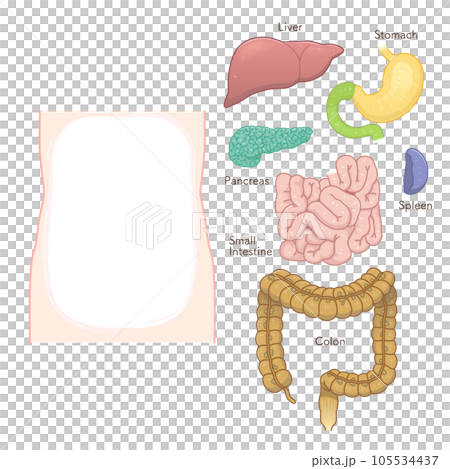 colon・mall intestine・liver・stomach・spleen・pancreas - Stock Illustration ...