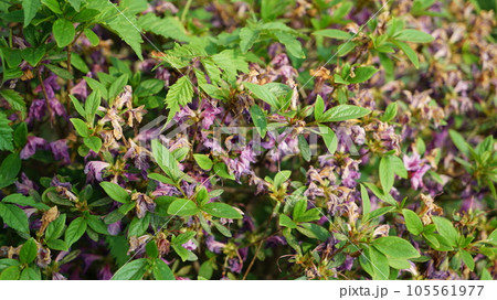 Withered purple flower nature backgroundの写真素材 [105561977] - PIXTA