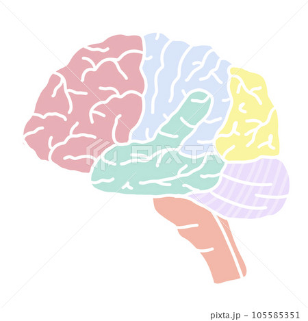 Pastel Brain anatomy organのイラスト素材 [105585351] - PIXTA