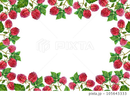 Raspberry. Frame with raspberry branches with...のイラスト素材 [105643333] - PIXTA